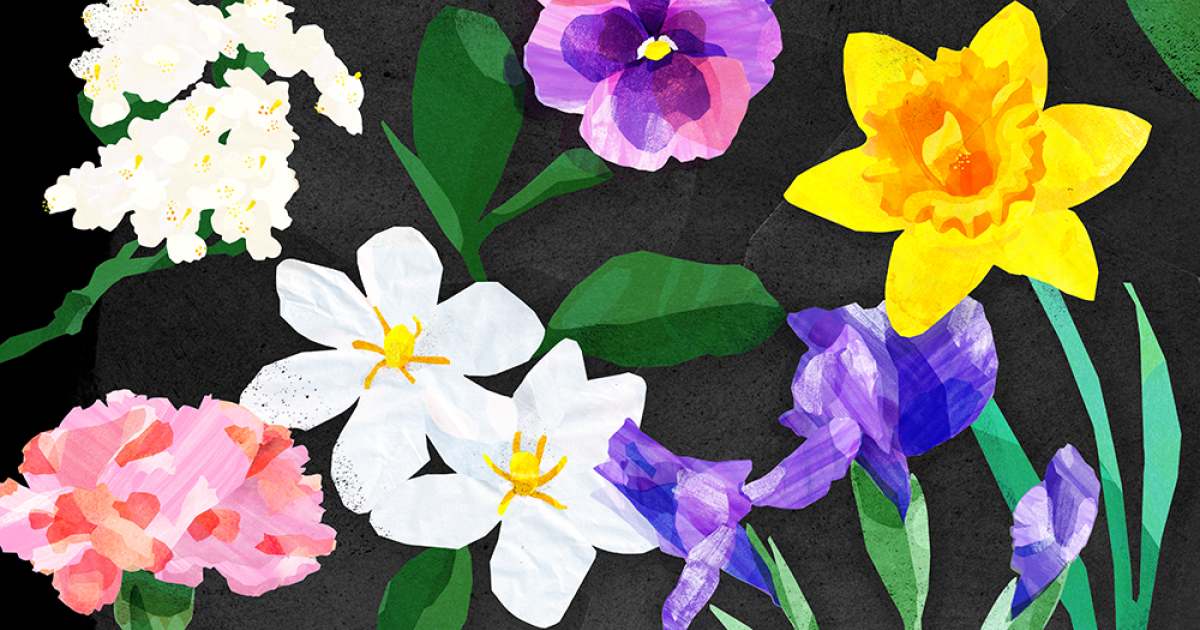 Flower Revolution | PEN/Opp